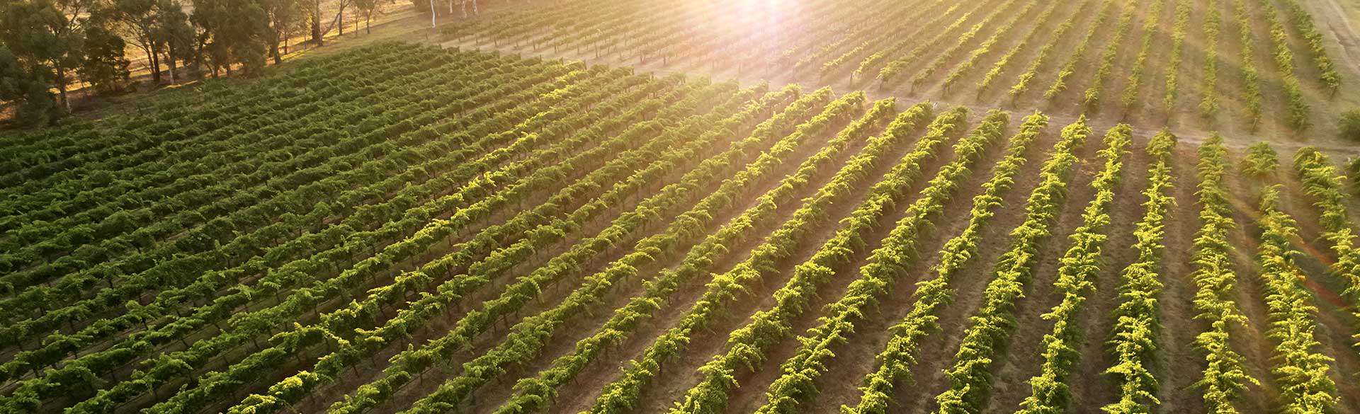 House Wines - Pinelli Estate